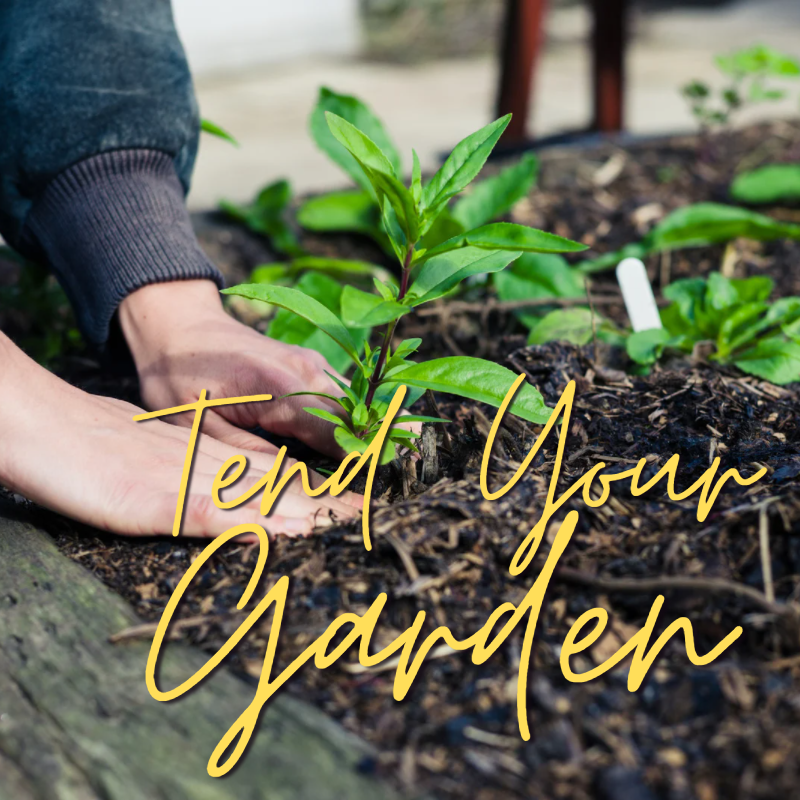 Tend Your Garden - Landmark: Porterville, CA